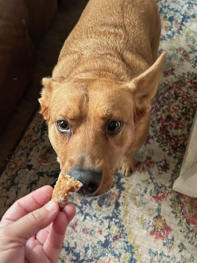 Easy Sweet Potato Dog Treats - Out of the Box Baking